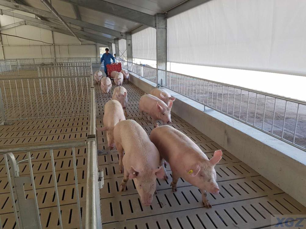 Prefabricated Galvanized Steel Structure Pig Farm - Buy Prefabricated ...